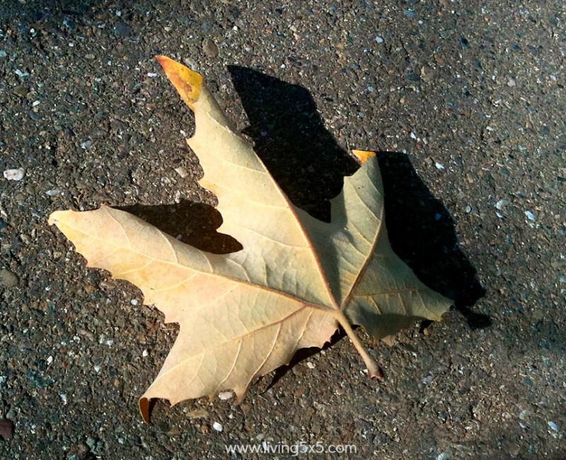 Stomping Leaves | Happiness Matters